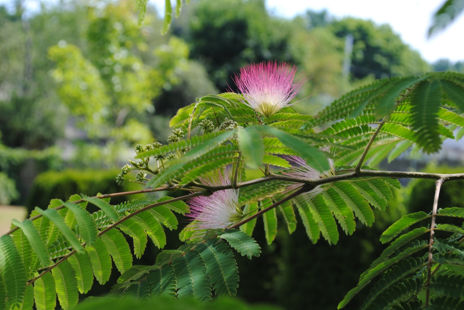 Deb's Backyard, Birds, and Beyond: The mimosa tree