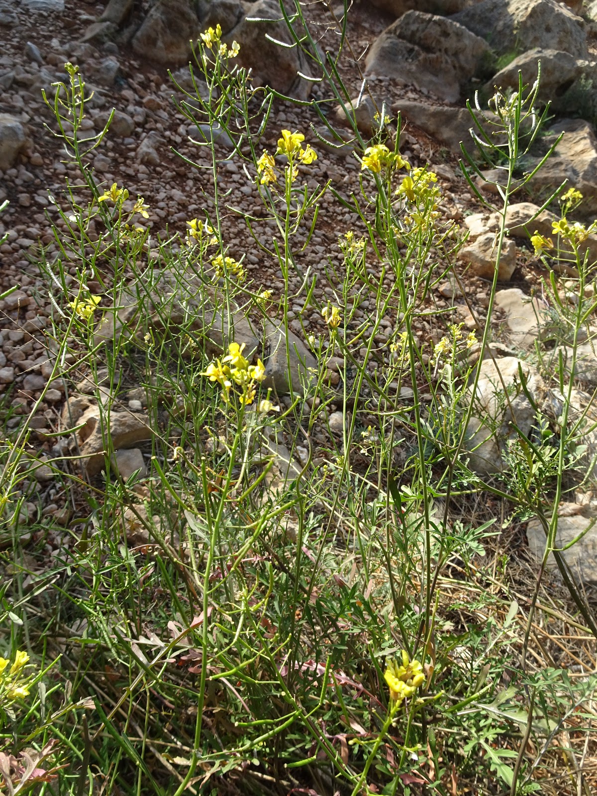HERBARIO VIRTUAL DE BANYERES DE MARIOLA Y ALICANTE: Diplotaxis ...