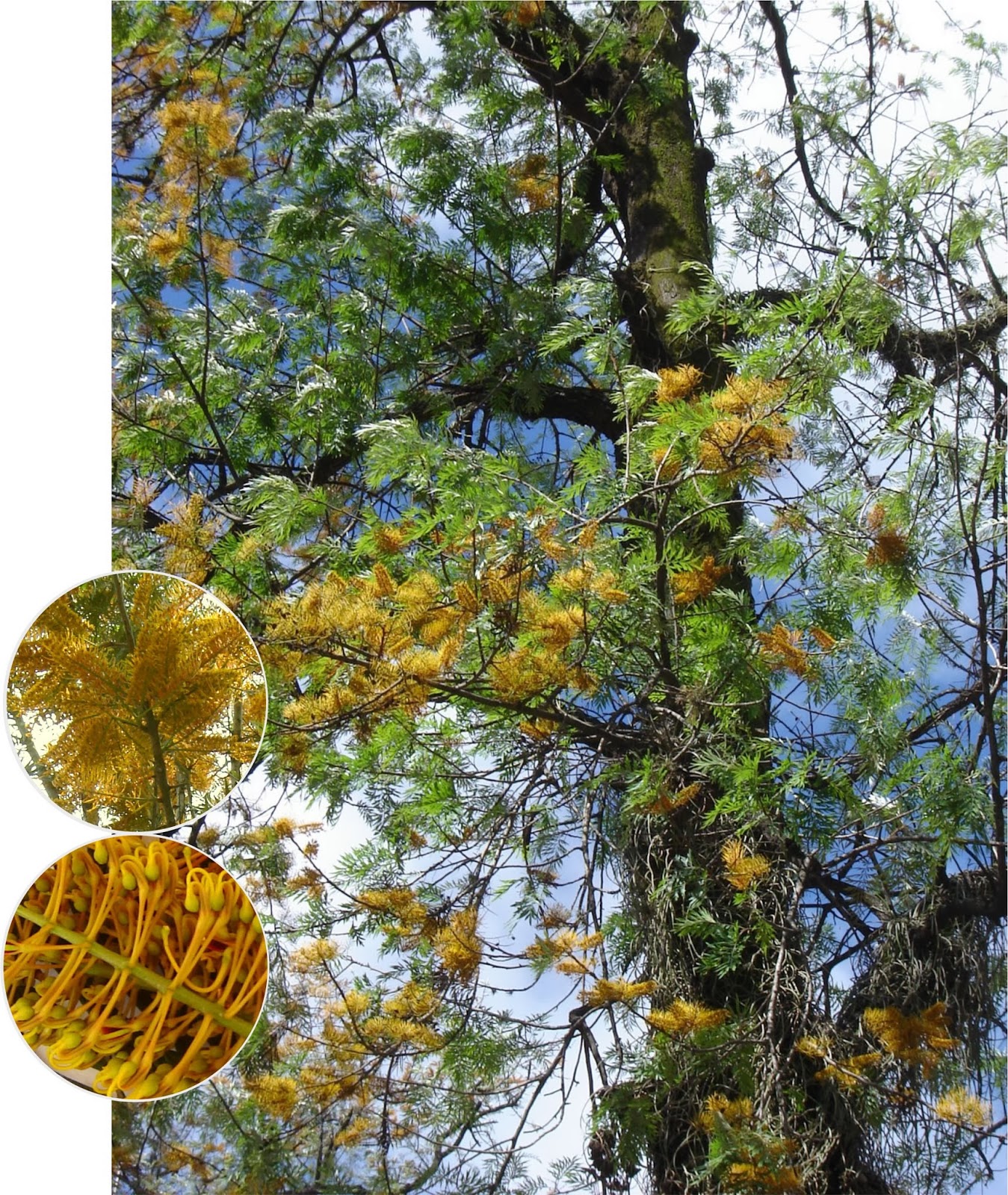 v e r d e c h a c o: Roble Sedoso