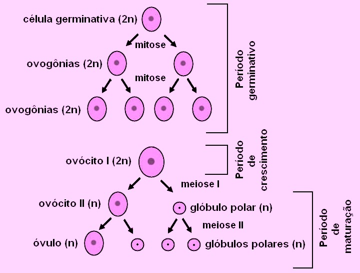 Blog de Biologia: Gametogênese