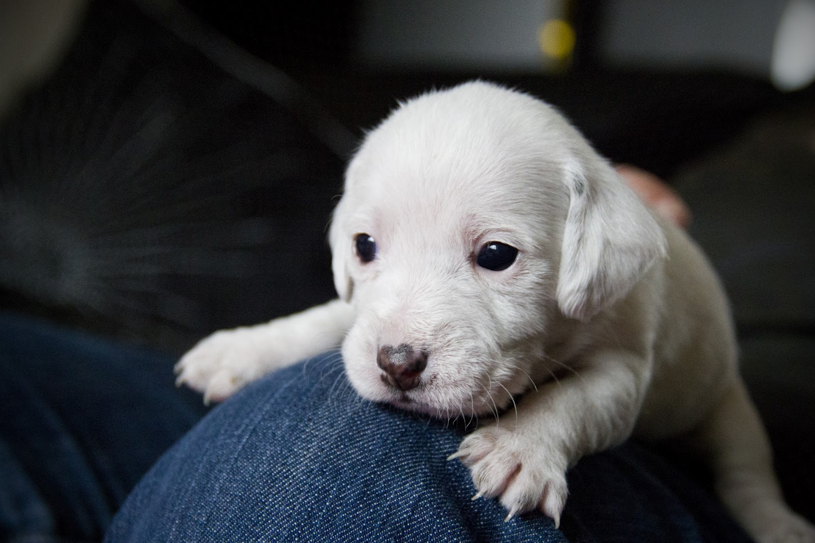 Loren McFarlane Photography: Susan Borthwick's Daxijack puppies...