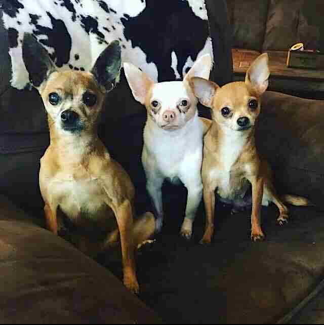 ANIMALS TIME : Chihuahua Dog (Gallery 9)