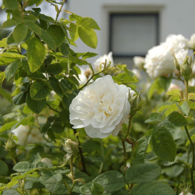 Ouderwetse rozen verjongen.