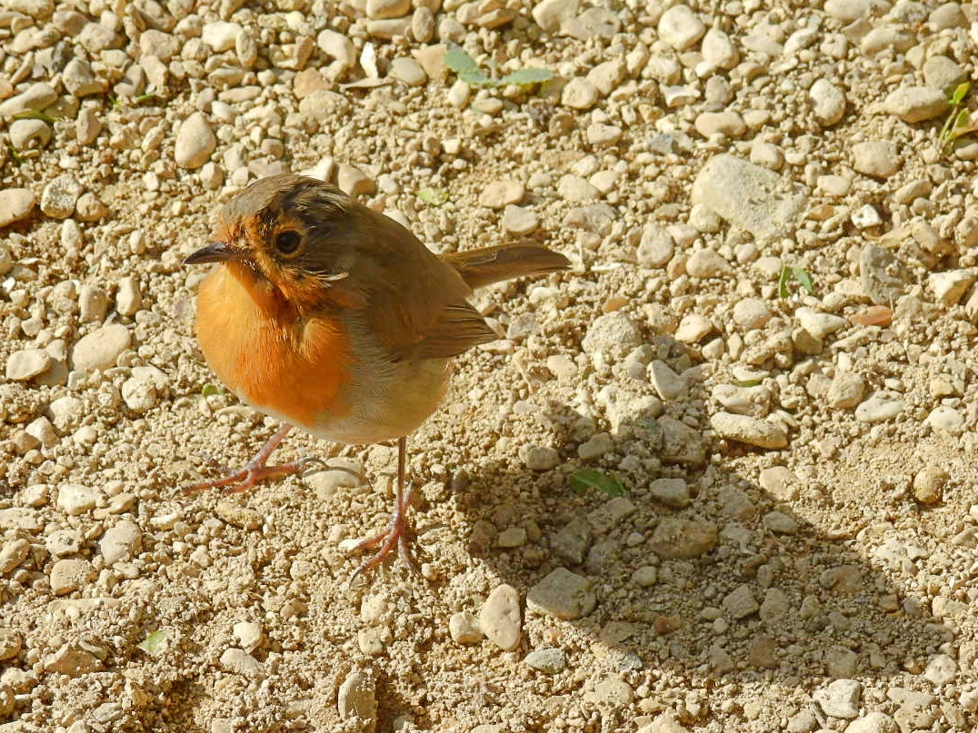 Mike's Cornwall: A Touch of Cornish Magic, Animals and Birds