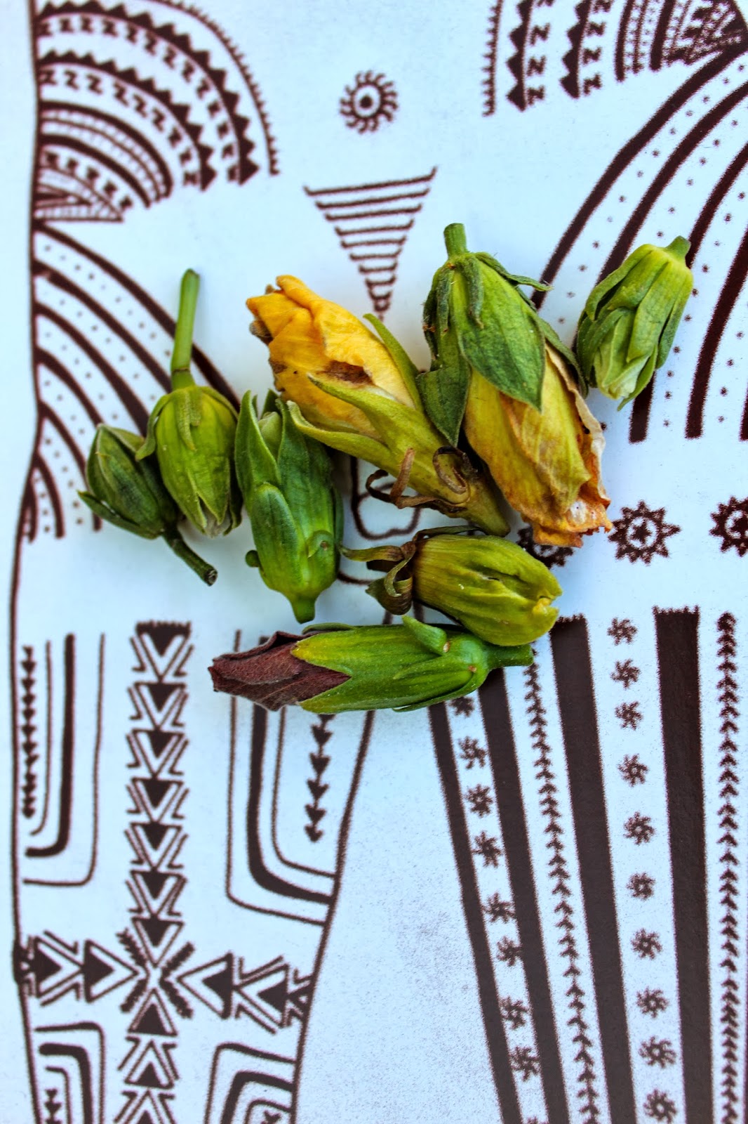 Florez Nursery: Hibiscus bud drop