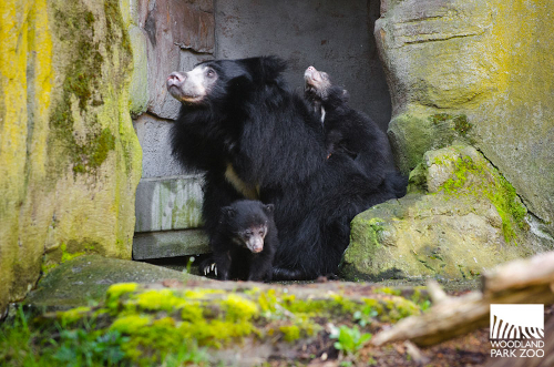 Sloth bear cubs emerge from den