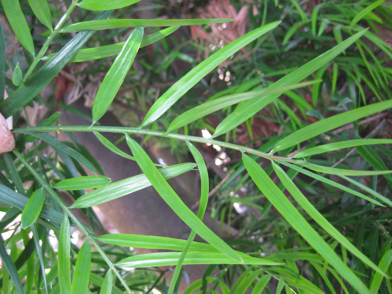 Trees of Santa Cruz County: Afrocarpus falcatus (Podocarpus gracilior ...