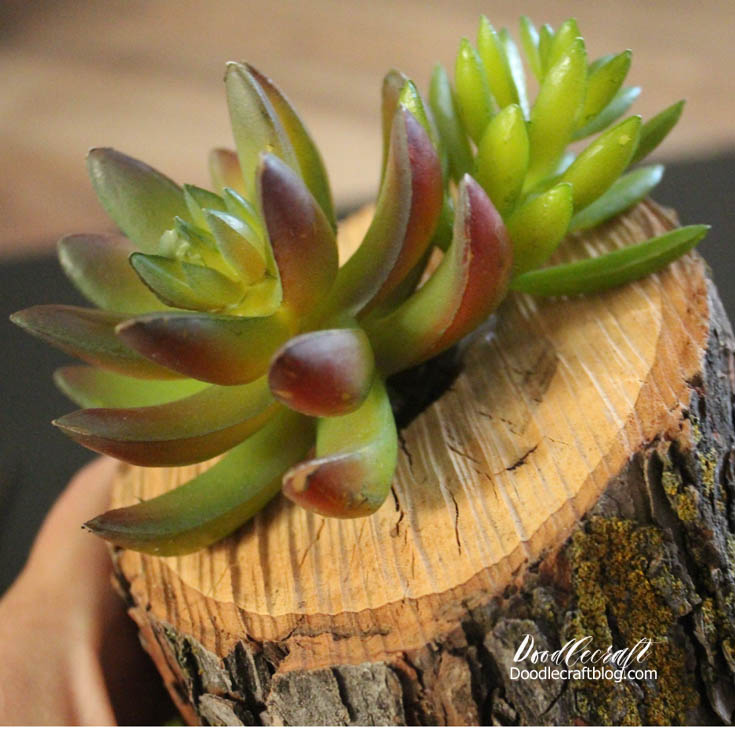Succulent Log Planter!