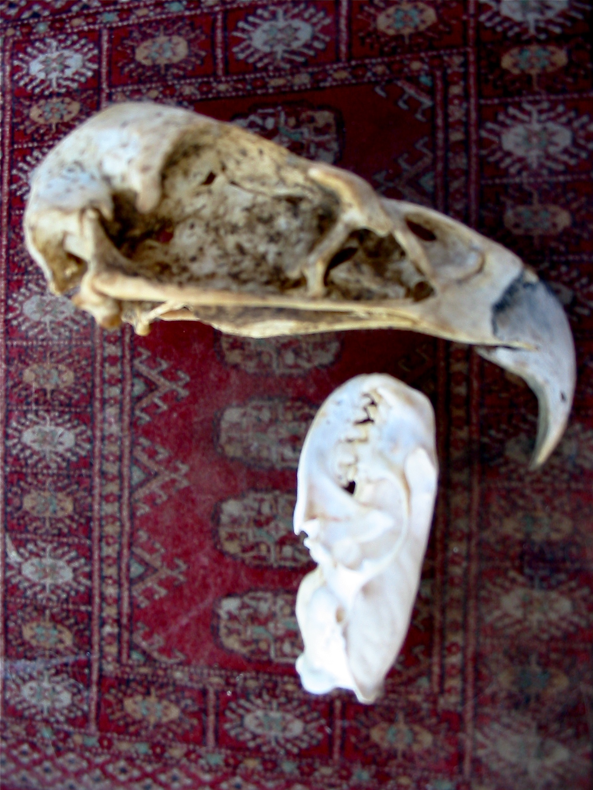 Skull Life – Stephen Bodio