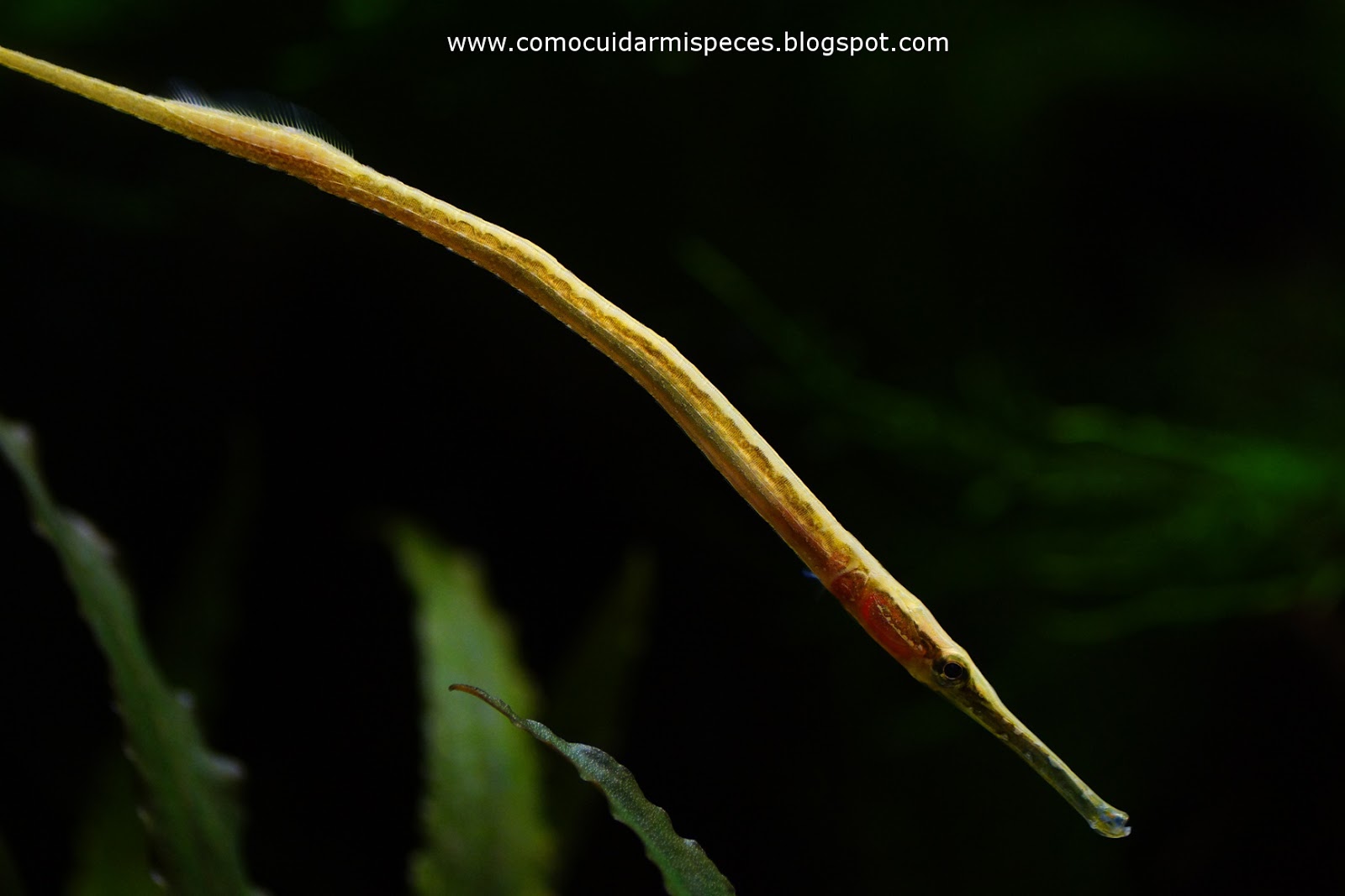 Pez pipa dimorfismo sexual - Microphis Brachyurus