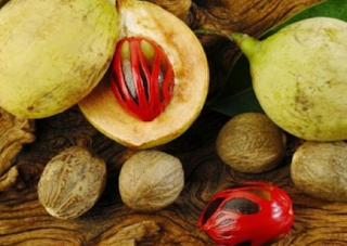 cara budidaya pala - Info Pertanian Online