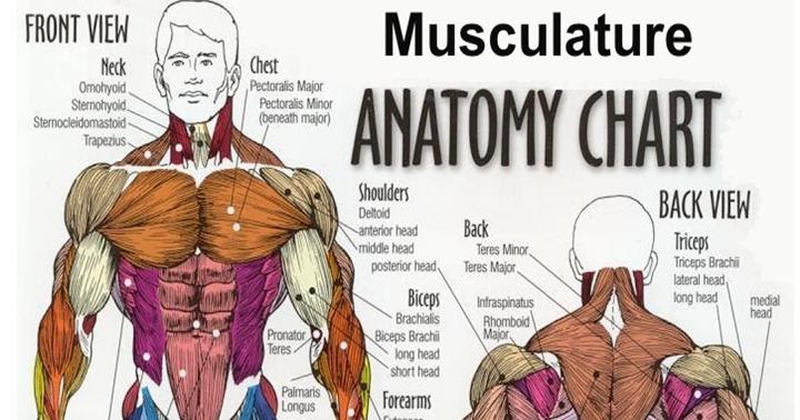 SPORT AND HEALTHY : ANATOMI OTOT MANUSIA