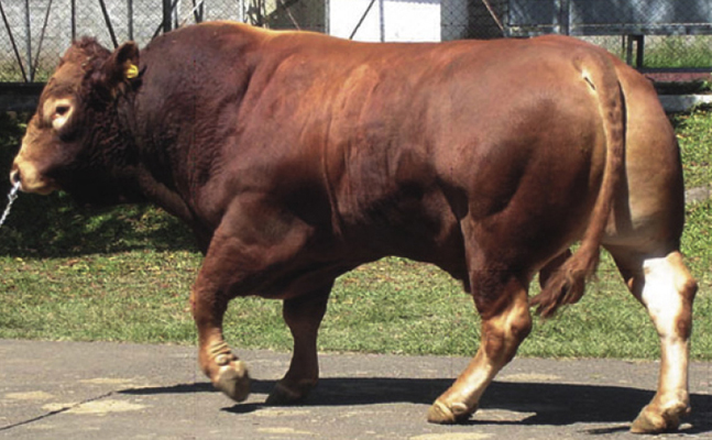 TIRAKAT MANDIRI: Jenis dan Nama Sapi