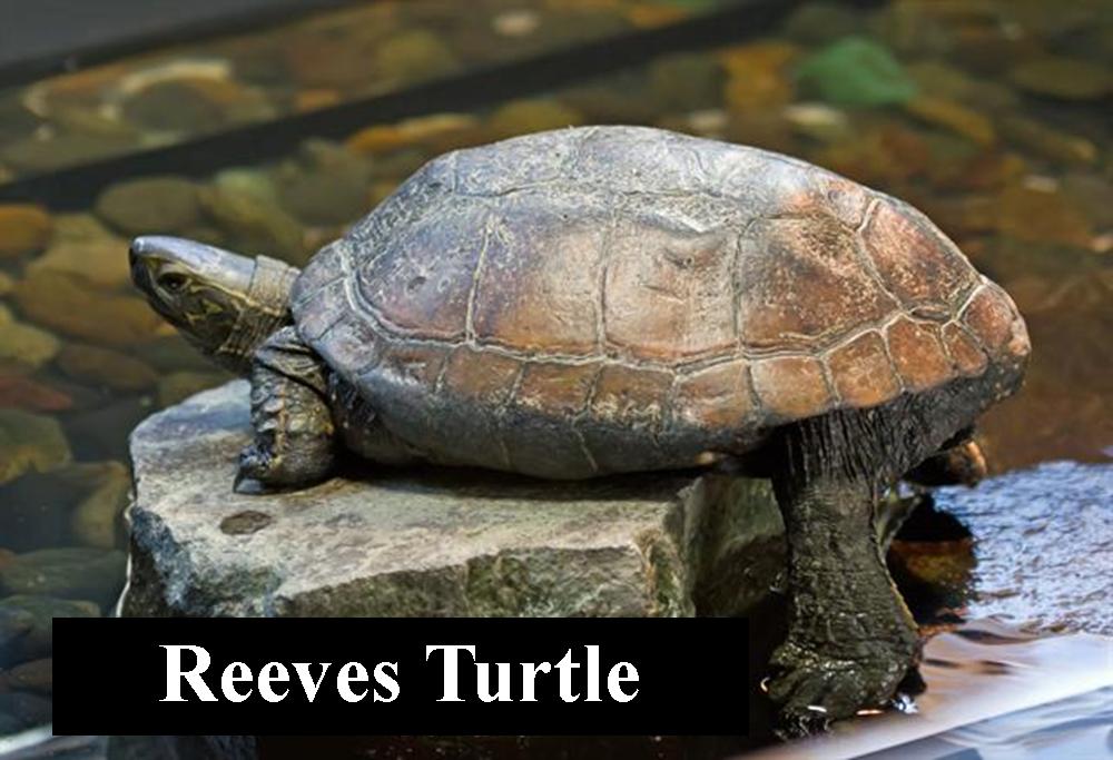 Food as Medicine - The Language of Life: Turtle, Turle, Turtle