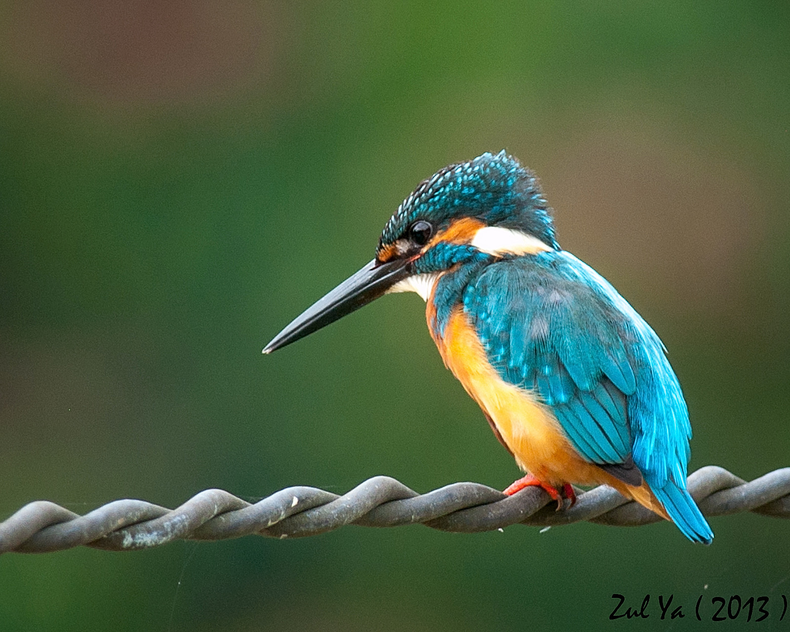 Zul Ya - Birds of Peninsular Malaysia: Happy New Year 2013 - Common ...