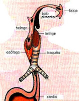 Aprendendo Ciências: Faringe