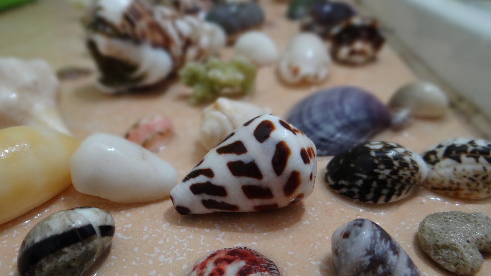 Life in Sydney, Australia!: Here Bula, there Bula, everywhere a Bula!