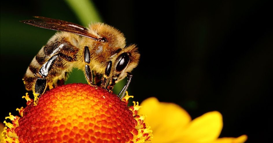 ქართული ფუტკარი: ფუტკრის ოჯახი