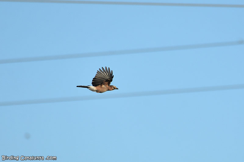 Birding Catalunya: Ocells de tardor al Camí de les Ànimes (Reus) 24/10/21