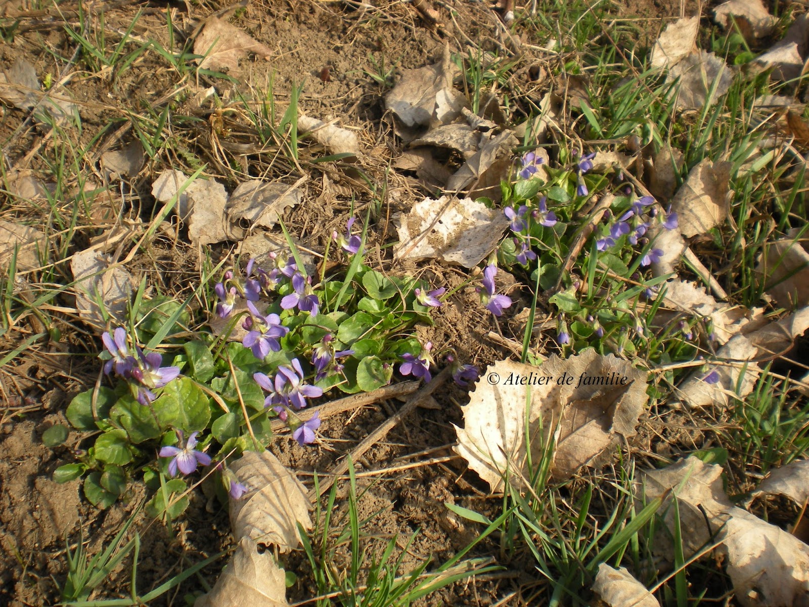 Toporași (Viola odorata) ~ Atelier de familie