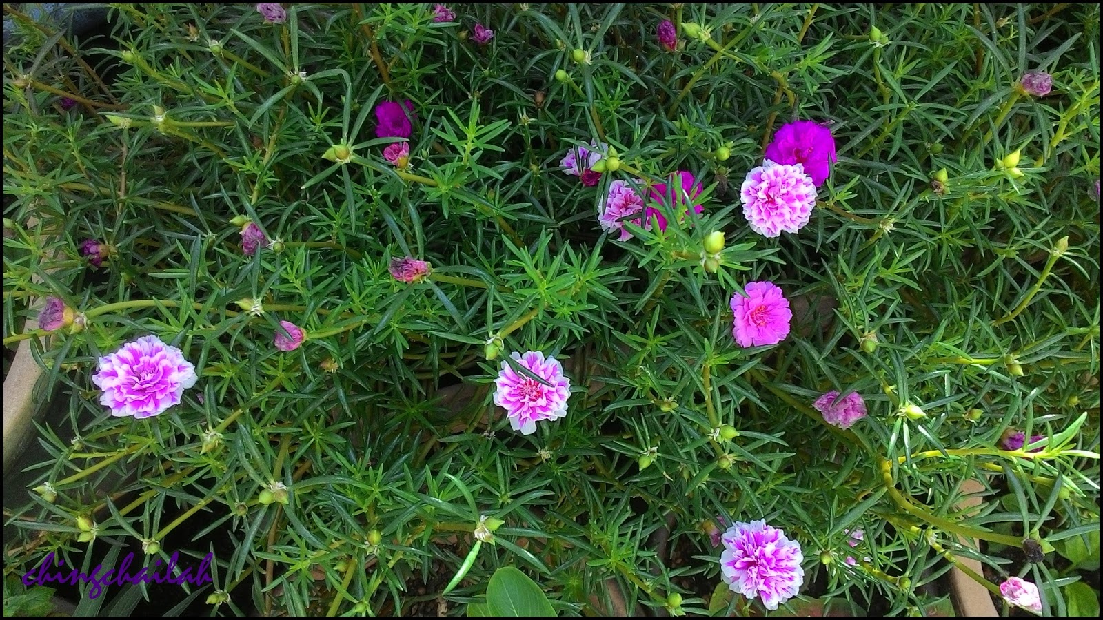 Simple Living In Nancy: Blooming Japanese Roses On The Fence.