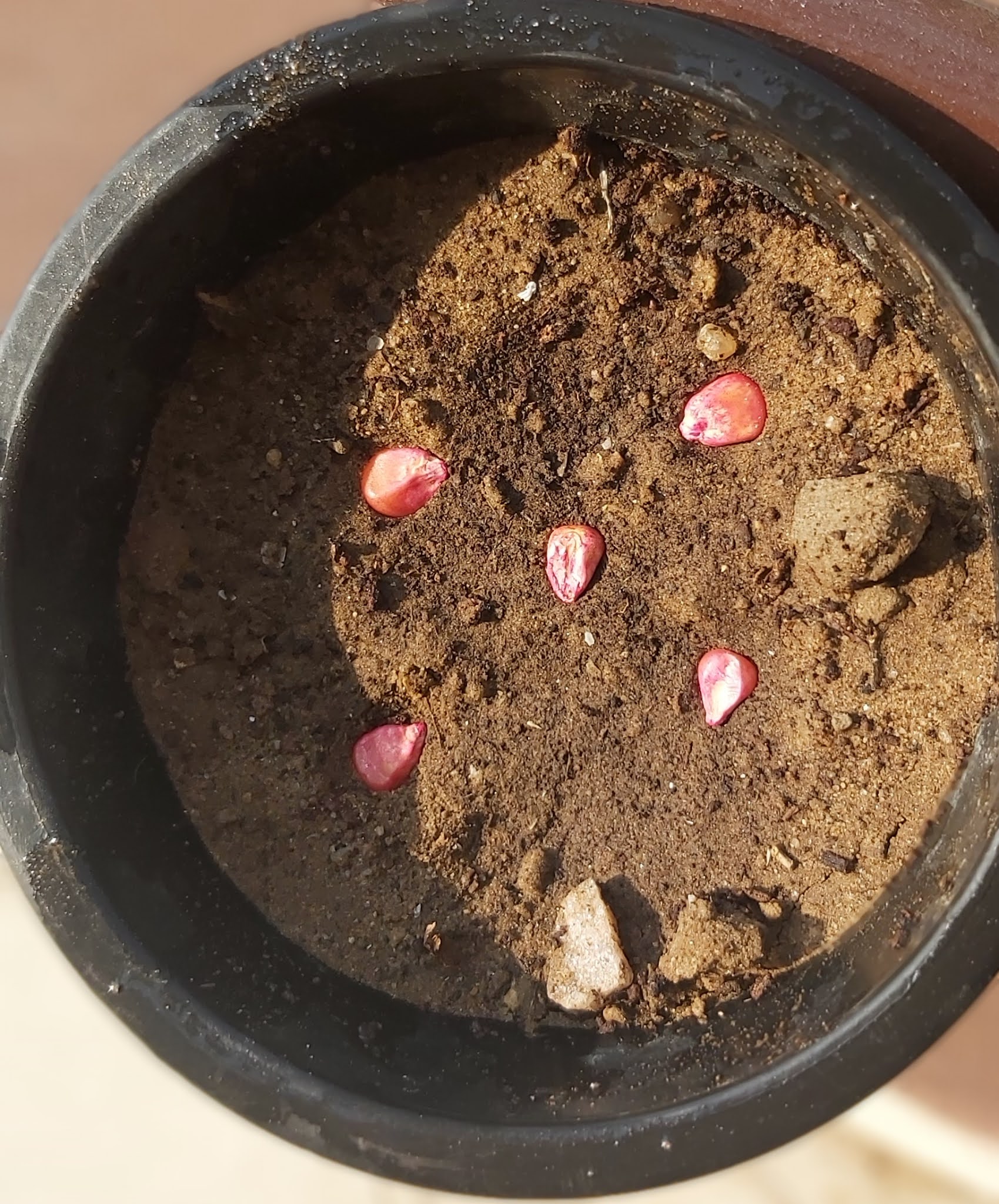Jaipur Garden: Seeds Germination techniques