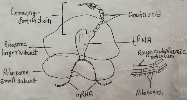 Ribosomes Definition Structure Functions And Types