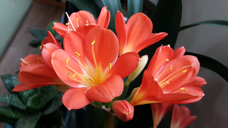 Entre plantas y macetas: Clivia (Clivia miniata): consejos y cuidados