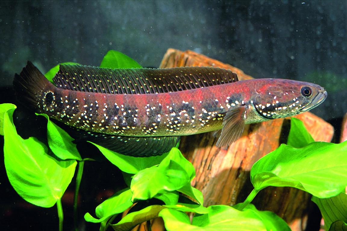 Ikan Gabus Hias Channa Ikan Gabus – Gitacinta.com - Ikan Cantik