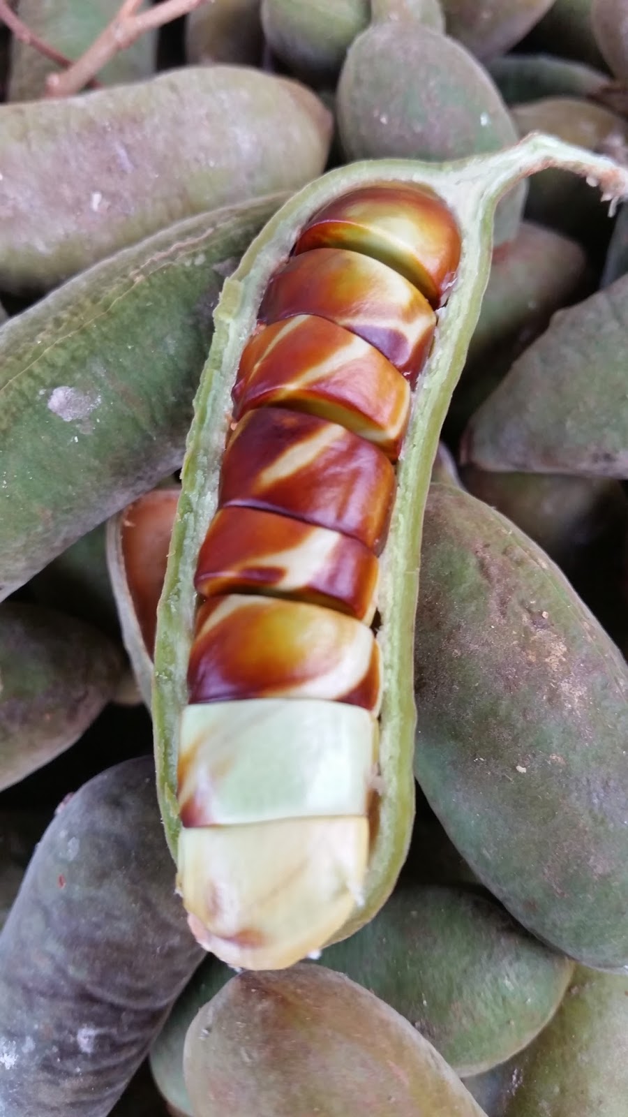 Warisan Petani: Buah Kerdas.