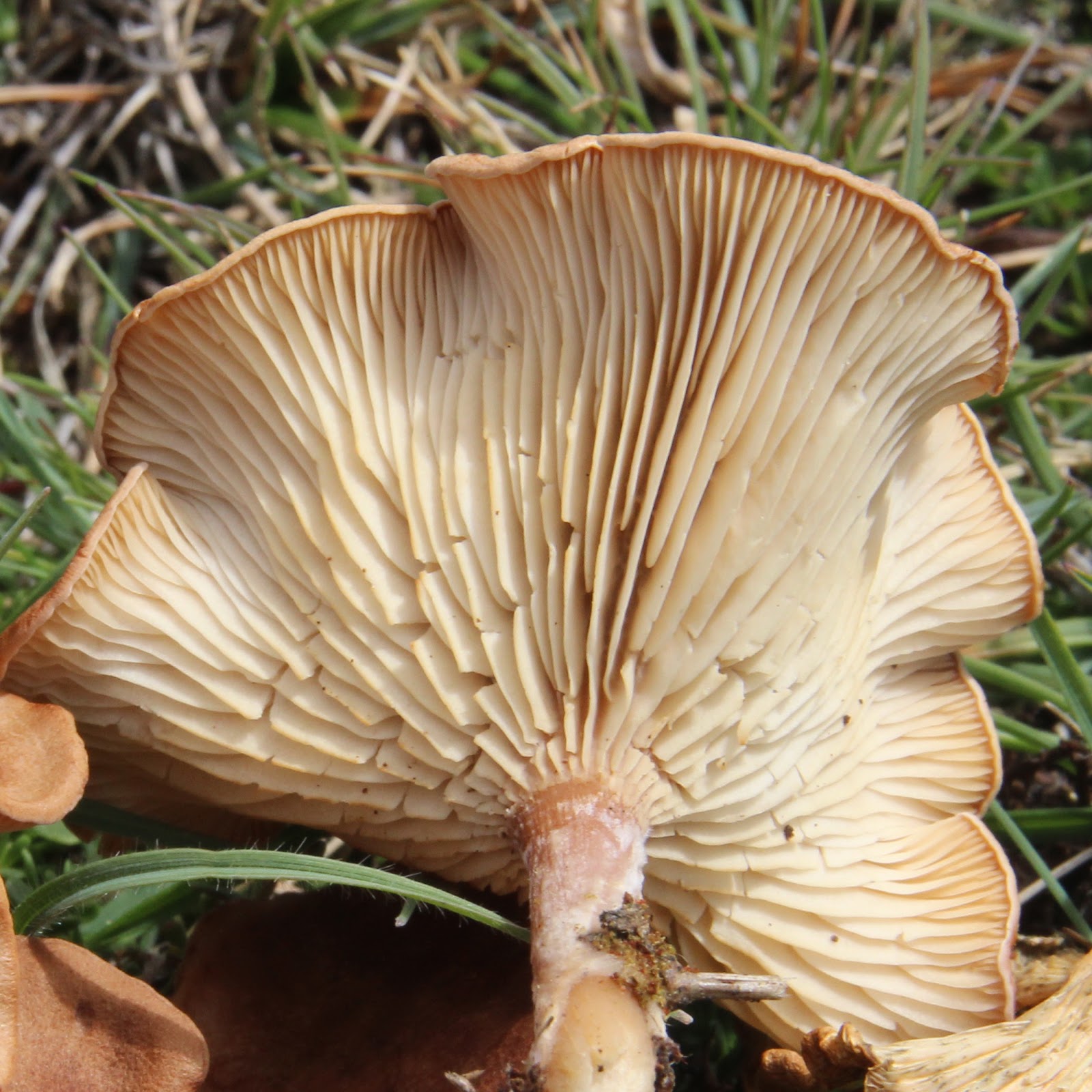 El mundo microscópico de los hongos: Clitocybe bresadolana Singer