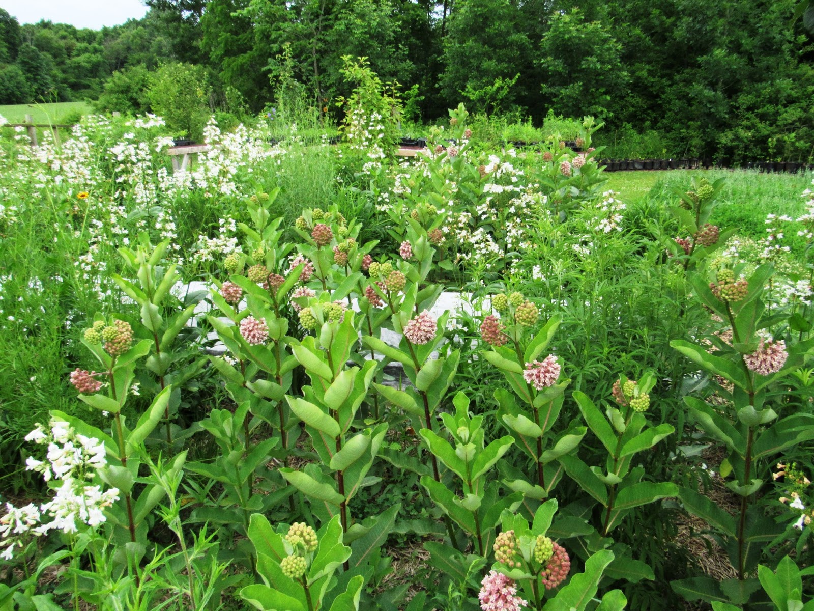 the common milkweed: Common Milkweed's Moment