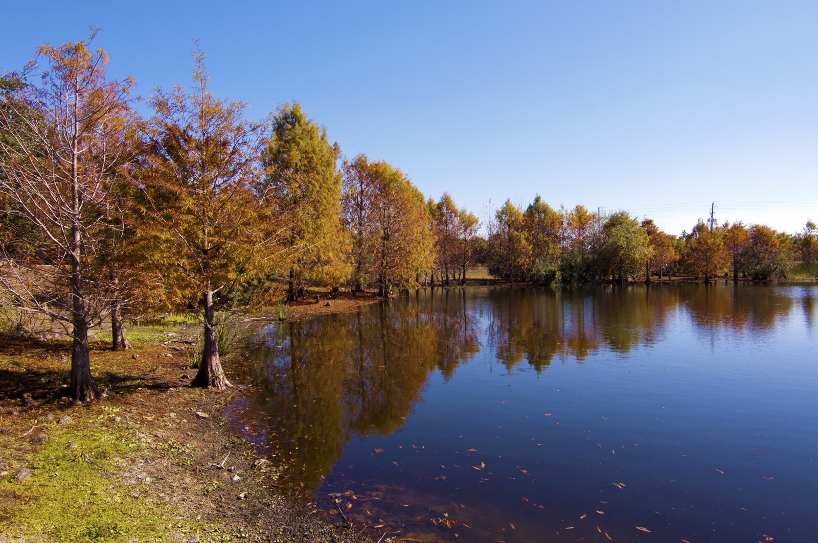 Photos by Patty Stefan: Fall in Florida