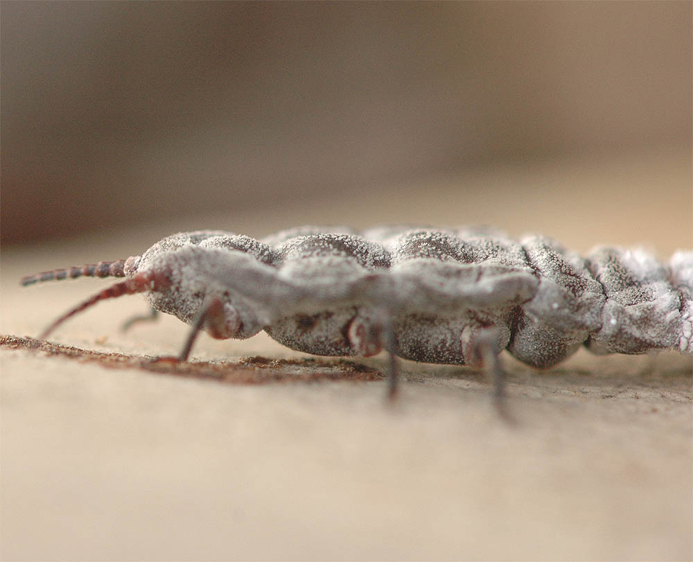 The Nature of Robertson: June 2011