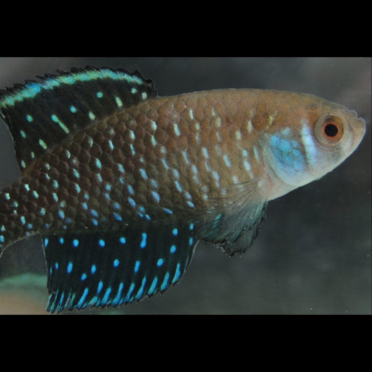 Species New to Science: [Ichthyology • 2017] First Record of Blackfin ...