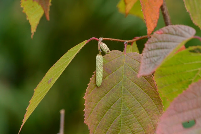 Woods Walks and Wildlife: The Rest of Summer and Fall