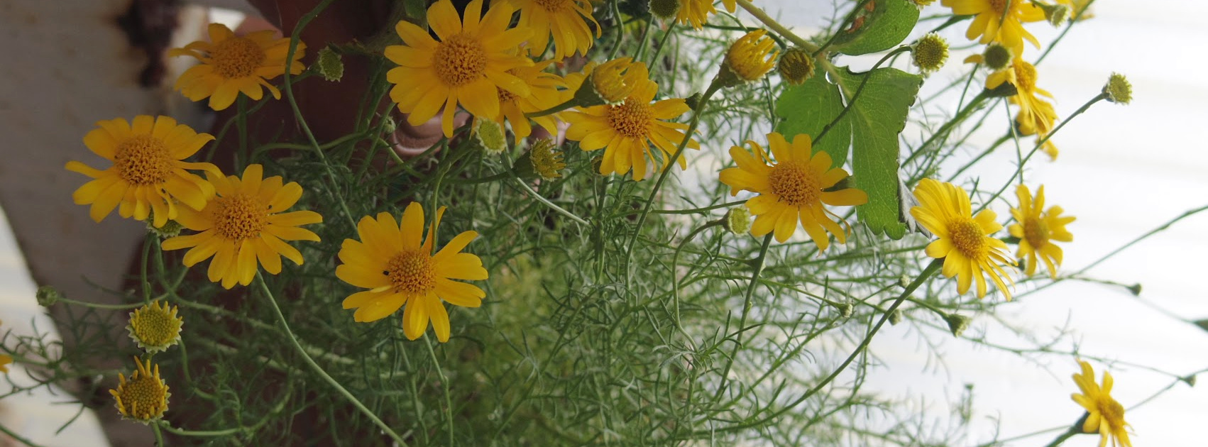 Dalberg daisy yellow notepad case 黄色の花に促され...