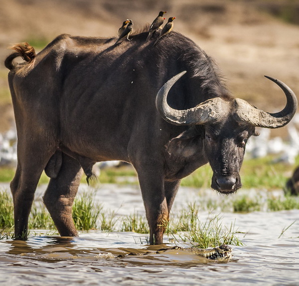 Ca dao, vè về Trâu | Blog Thơ văn Thanh Trắc Nguyễn Văn