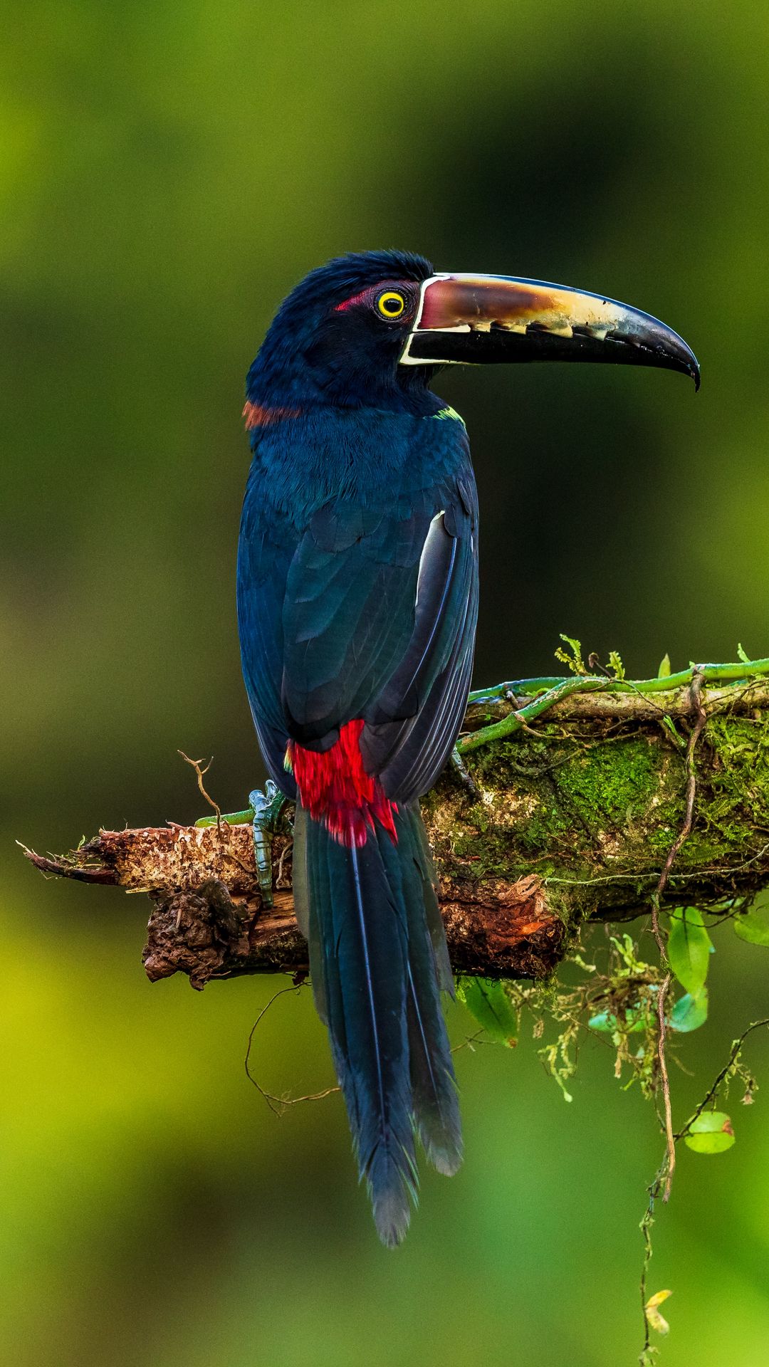 Nature Bird Colorful Feathers Nature Bird Colorful Feathers