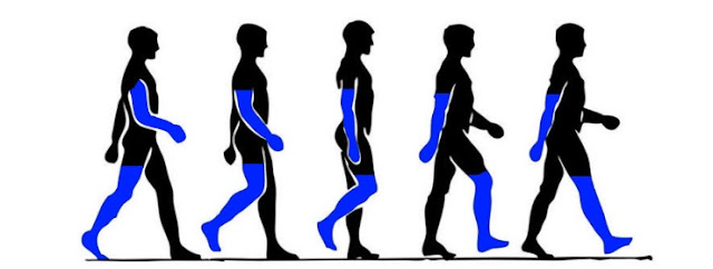 FraisGout: Why can humans walk on two feet?