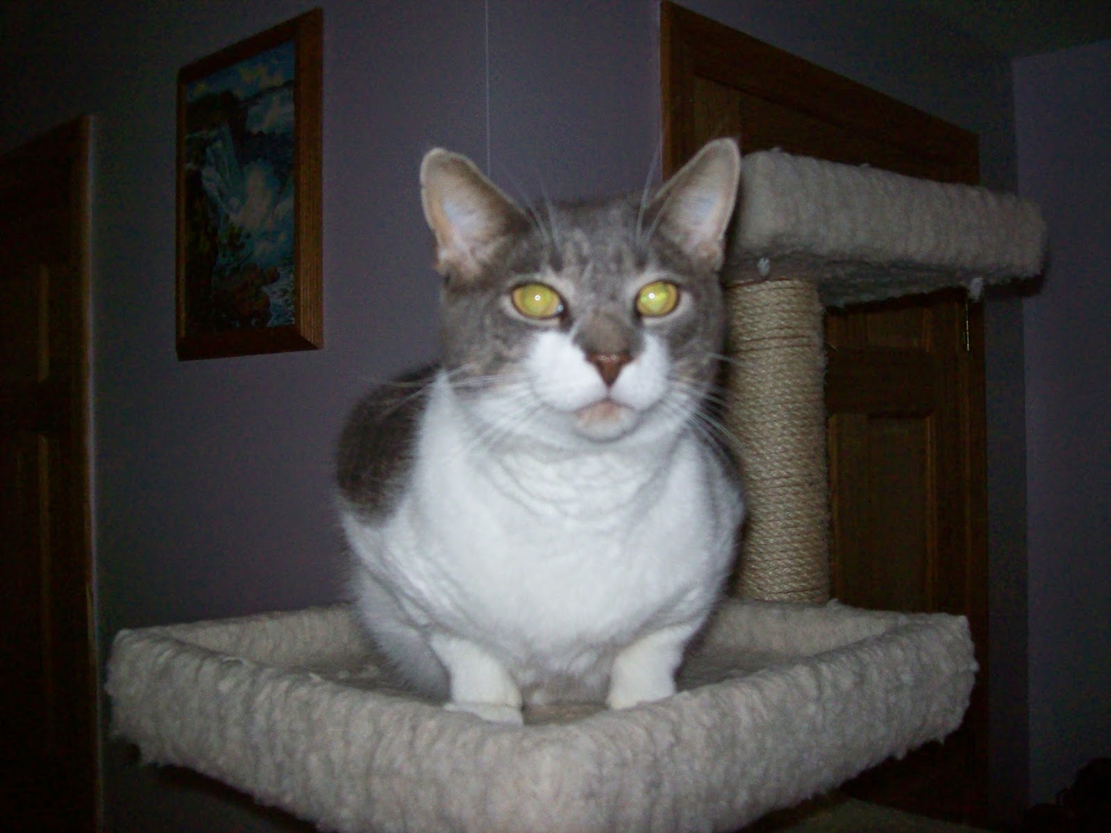 Misadventures of a Feral Cat Wrangler: Sanity in a multicat household