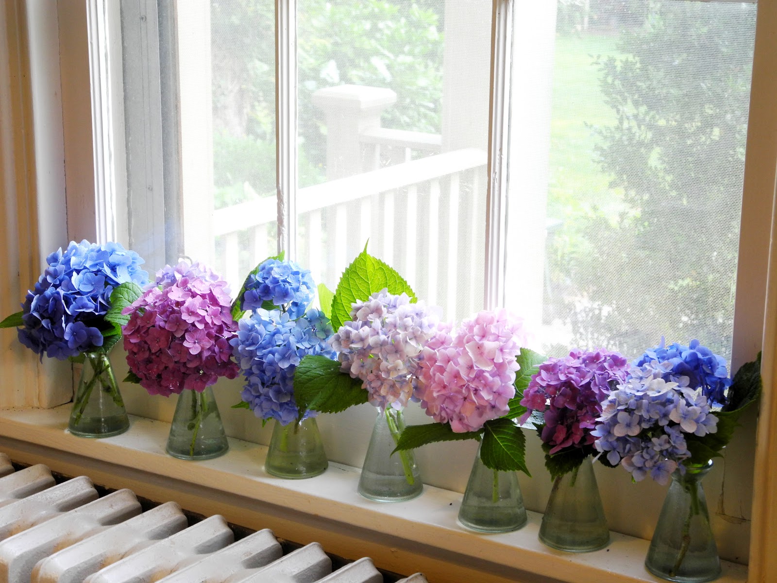 Windowsill Arranging: June 19, 2012 -- more hydrangeas