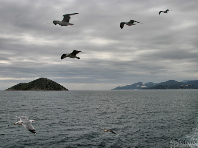 Photographis: Jonathan Livingston Seagull - by Richard Bach