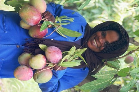 Diet With African Mango ~ Mangoes Nutrition