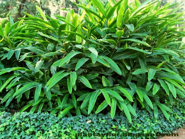 Plantas y flores: Alpinia zerumbet