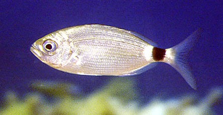 Artes de Pesca: LOS SPARIDAE