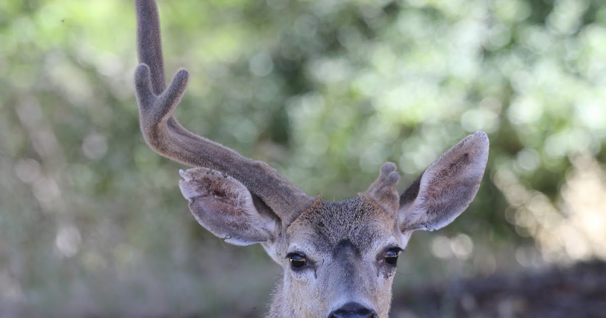 Learning Among the Oaks Nature Journal: Oh, deer - one-sided antler