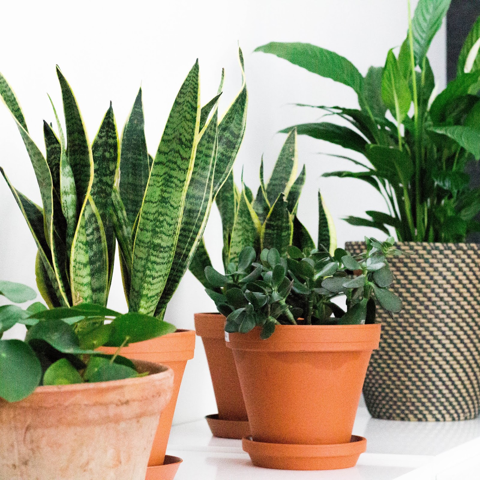 Sisäilmaa puhdistavat ja helppohoitoiset viherkasvit - Kutsu vapauteen