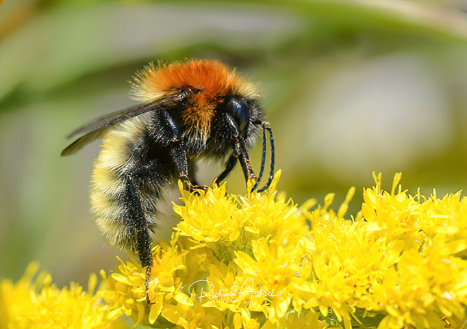 Shetland Storm Force Photography: Shetland Bees