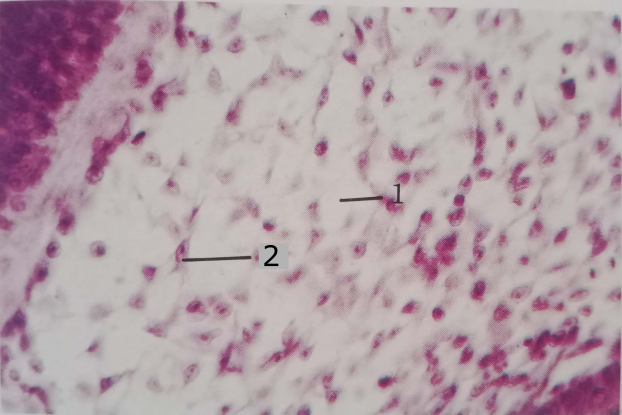 What is Connective Tissue ? Histology | Anjani Mishra